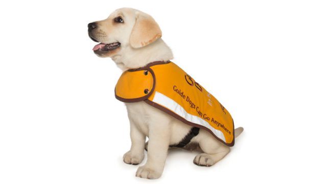 About Us - The Guide Dog Foundation